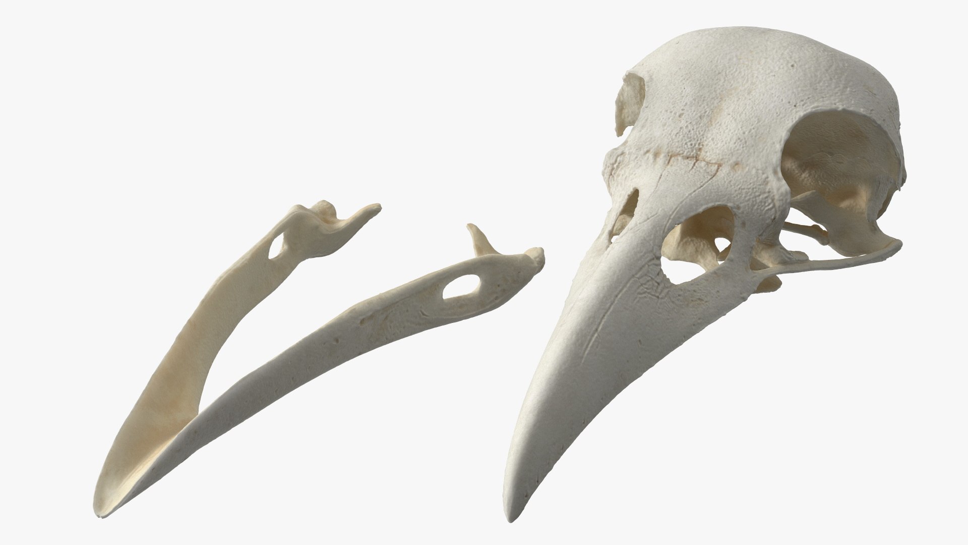 Crow Raven Skull Anatomy Model Clean 3D Model - TurboSquid 2371505