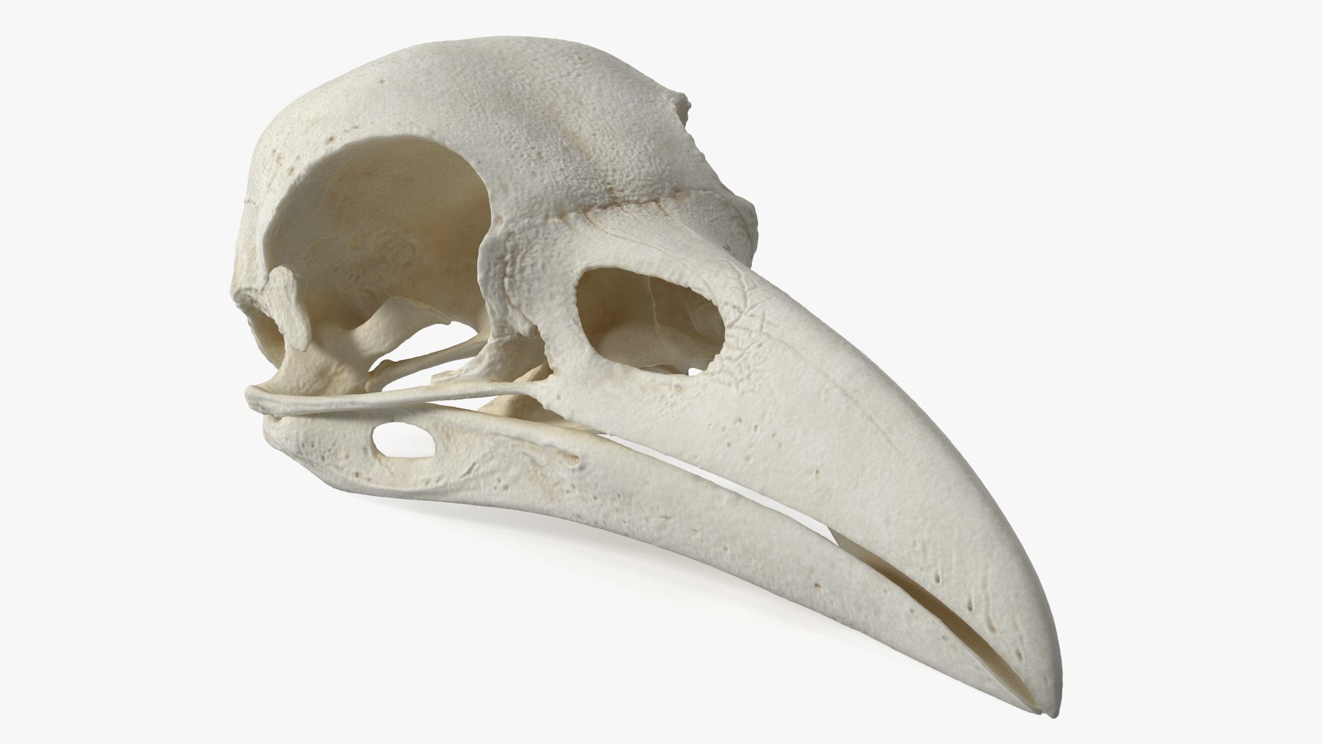 Crow Raven Skull Anatomy Model Clean 3D Model - TurboSquid 2371505