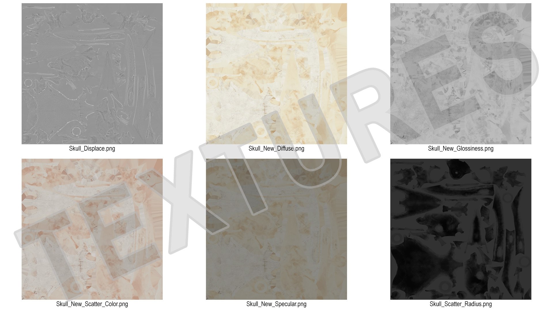 Crow Raven Skull Anatomy Model Clean 3D Model - TurboSquid 2371505