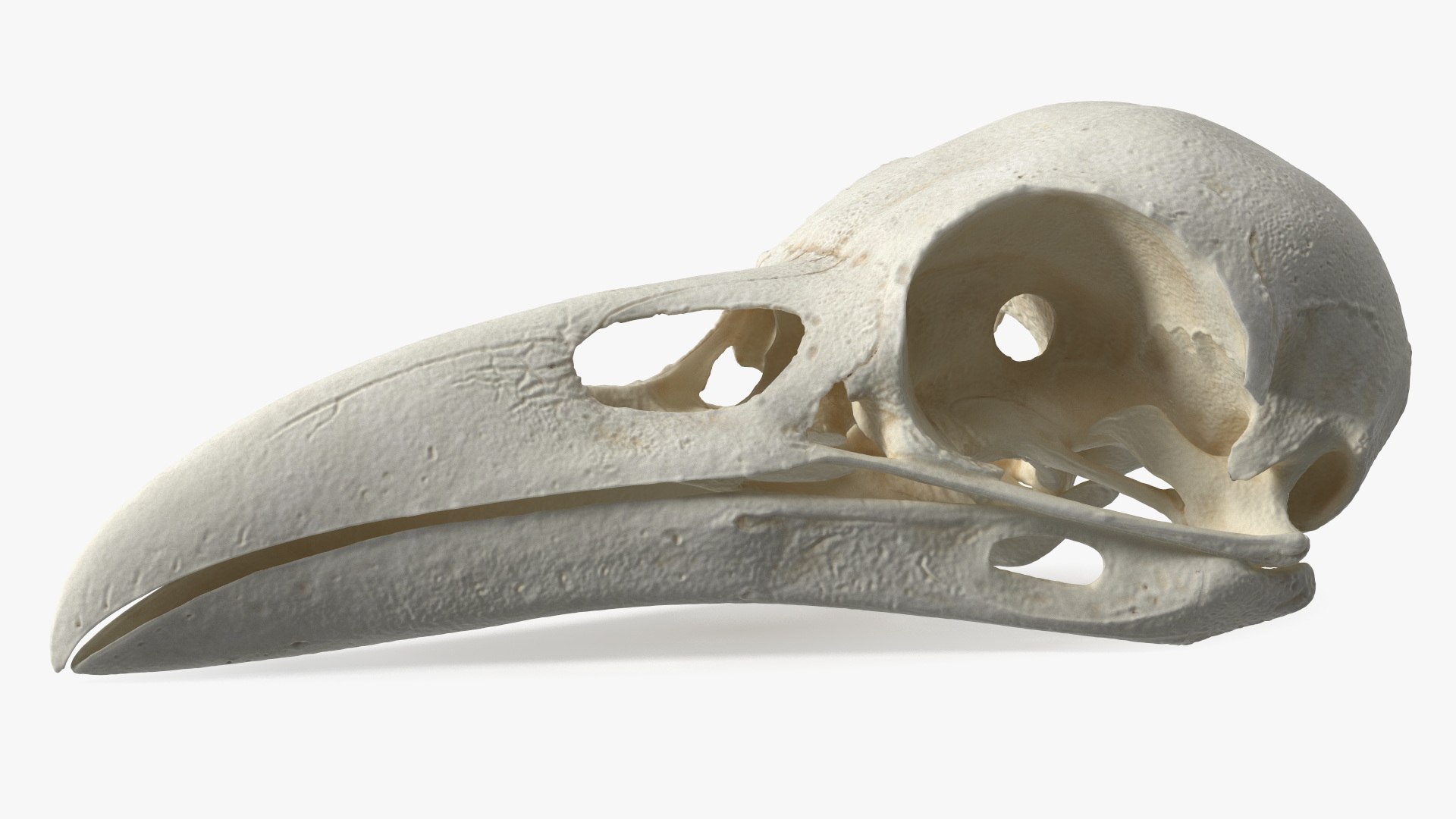 Crow Raven Skull Anatomy Model Clean 3D Model - TurboSquid 2371505