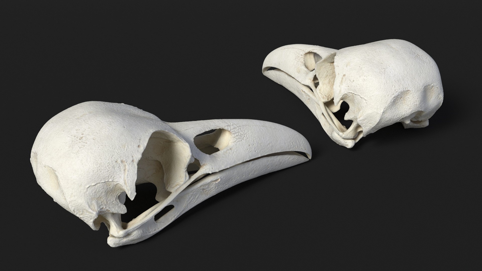 Crow Raven Skull Anatomy Model Clean 3D Model - TurboSquid 2371505