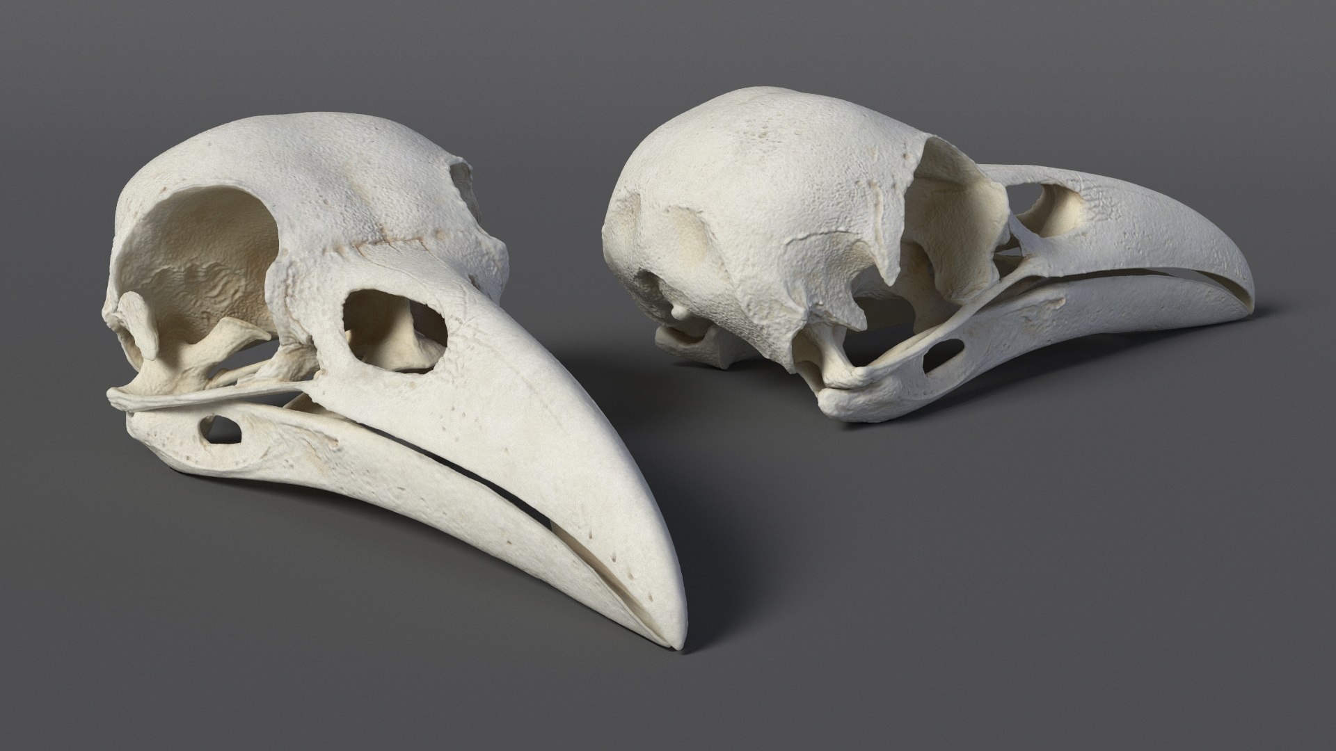 Crow Raven Skull Anatomy Model Clean 3D Model - TurboSquid 2371505
