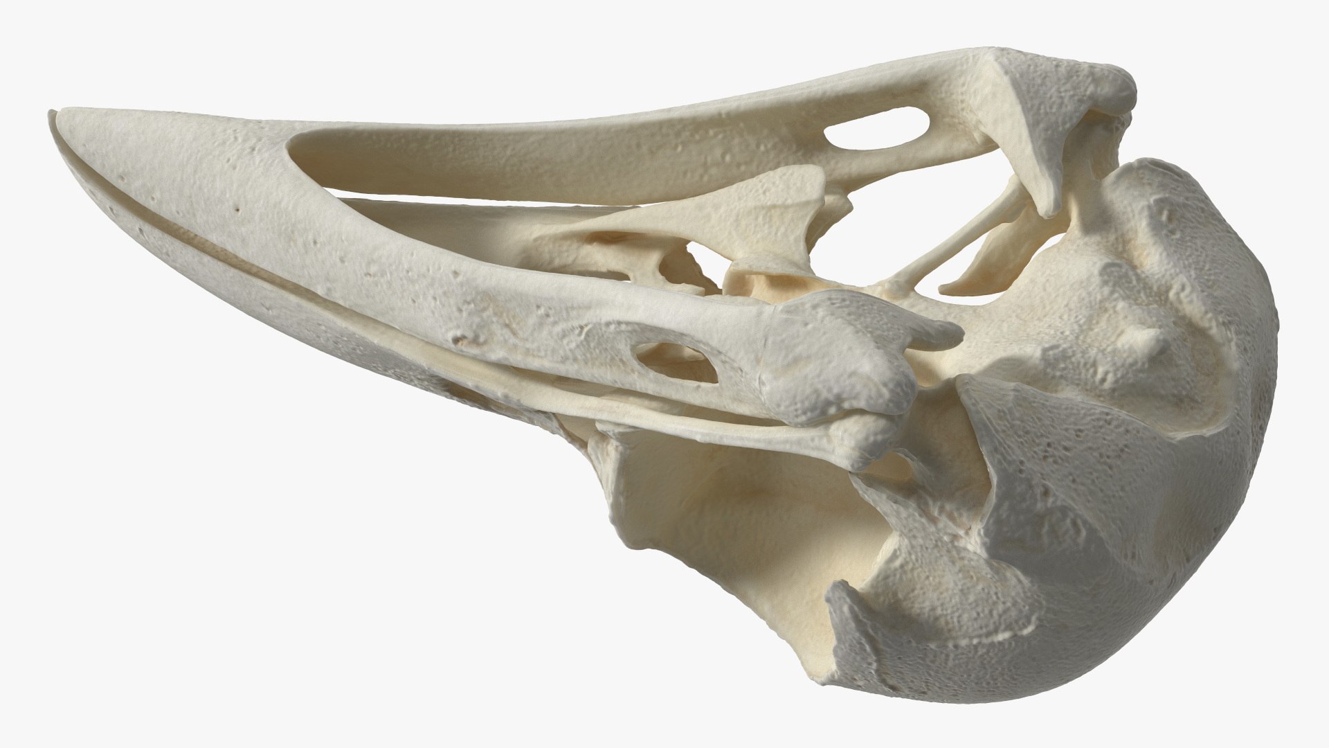 Crow Raven Skull Anatomy Model Clean 3D Model - TurboSquid 2371505