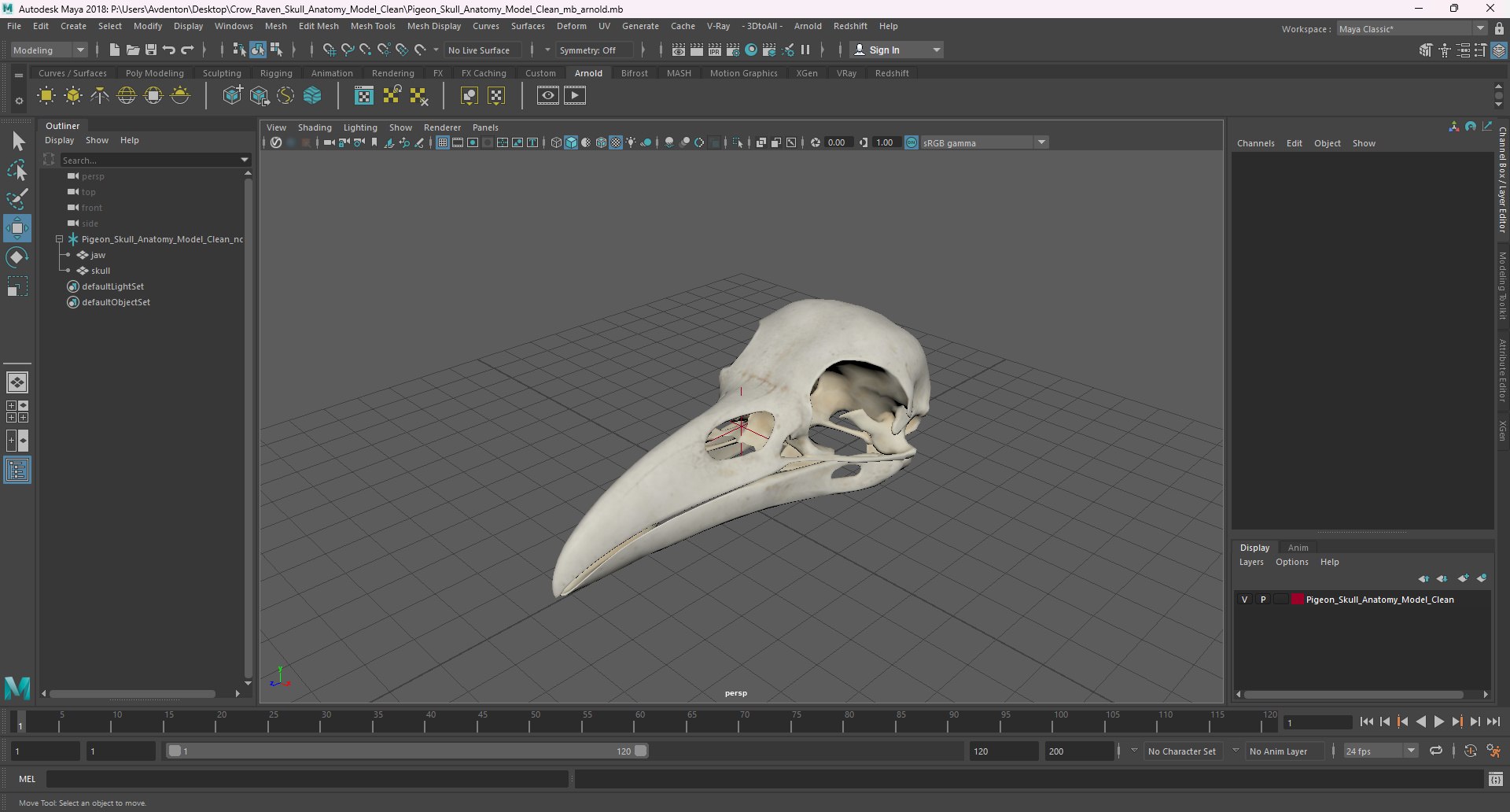 Crow Raven Skull Anatomy Model Clean 3D Model - TurboSquid 2371505