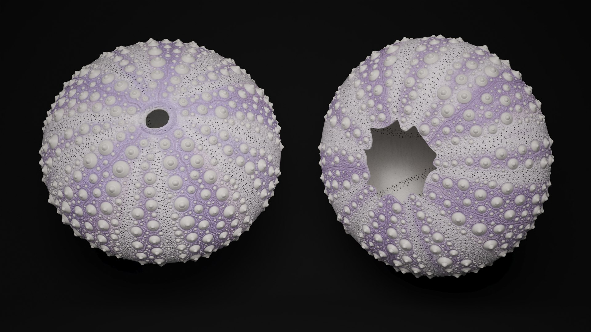 3D Model Beach Decor Sea Urchin Shell Purple - TurboSquid 2115216