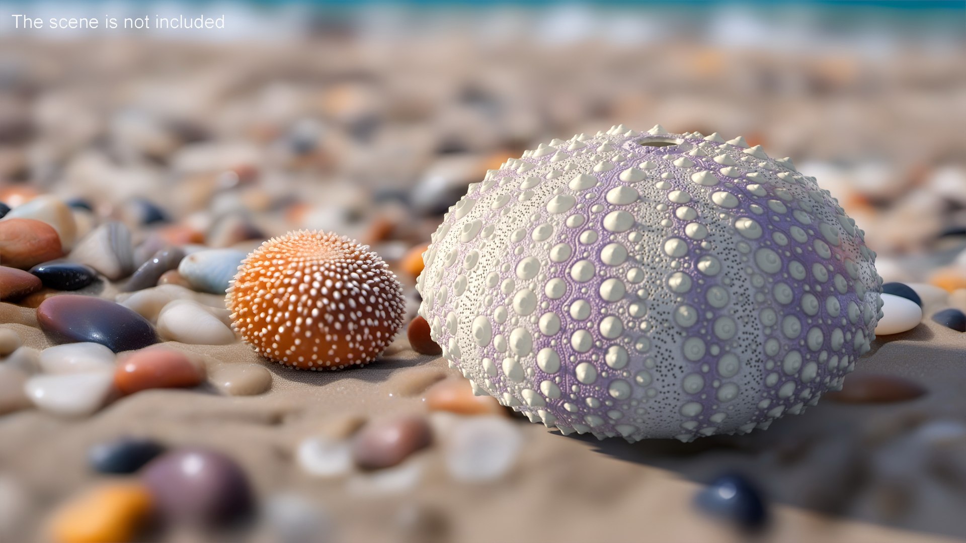 3D Model Beach Decor Sea Urchin Shell Purple - TurboSquid 2115216