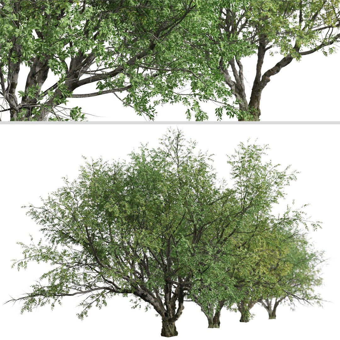 3D Set Of California Bay Laurel Or Umbellularia Californica Tree - 2 ...