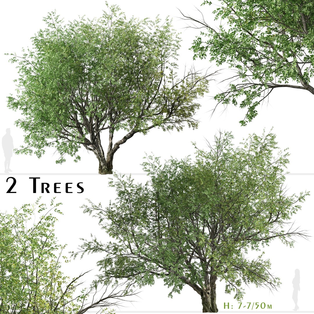 3D Set Of California Bay Laurel Or Umbellularia Californica Tree - 2 ...
