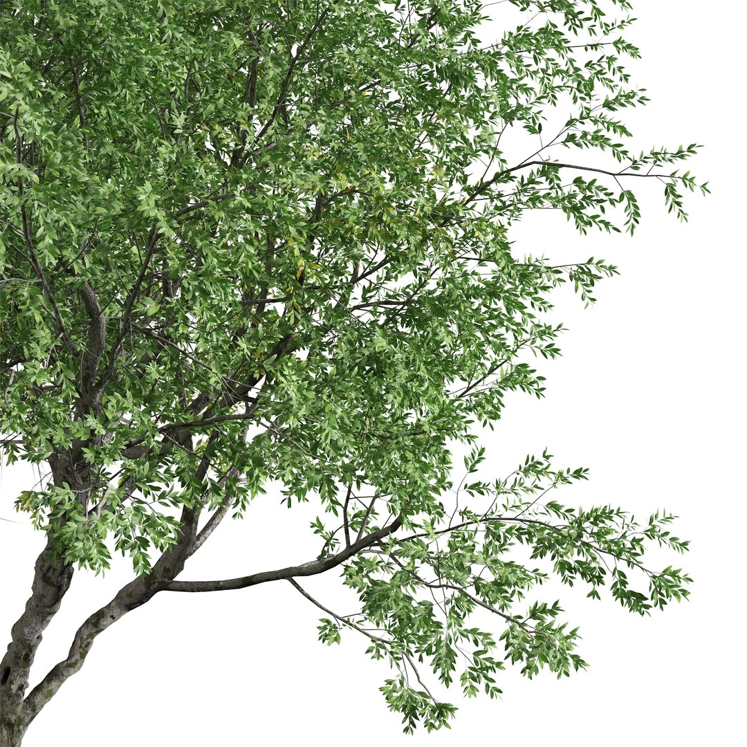 3D Set Of California Bay Laurel Or Umbellularia Californica Tree - 2 ...