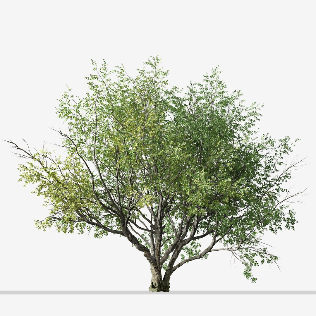 3D Set Of California Bay Laurel Or Umbellularia Californica Tree - 2 ...