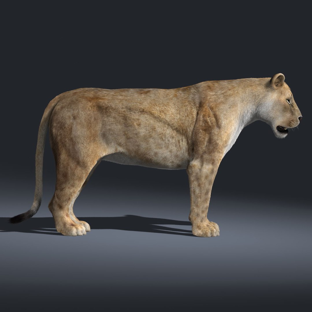 Maya Lioness Rigged Fur Lion