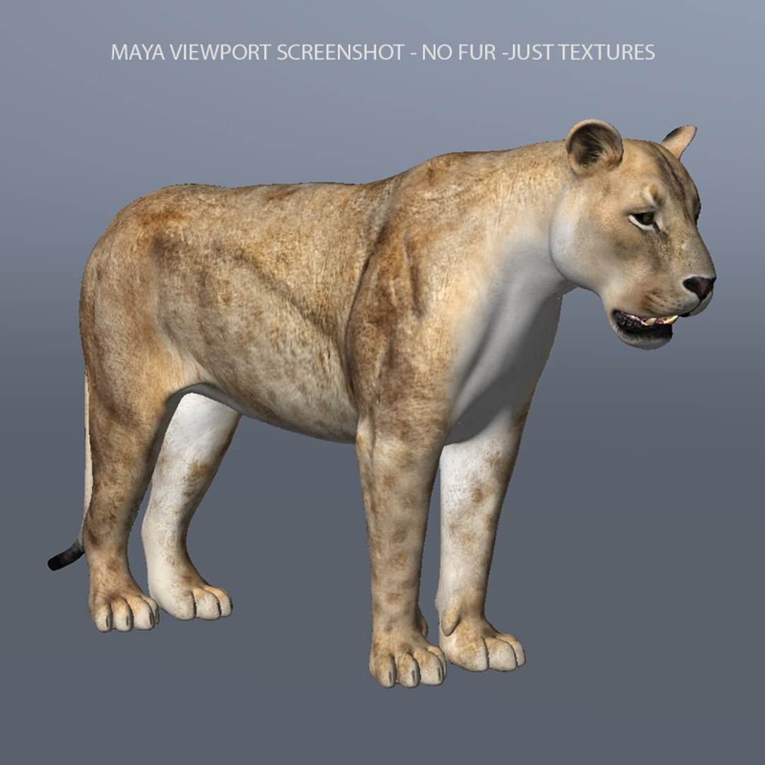 Maya Lioness Rigged Fur Lion