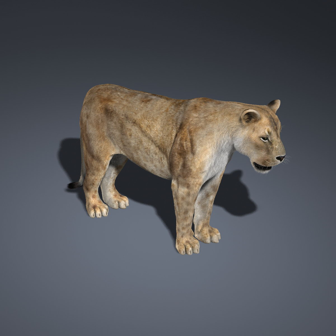 Maya Lioness Rigged Fur Lion