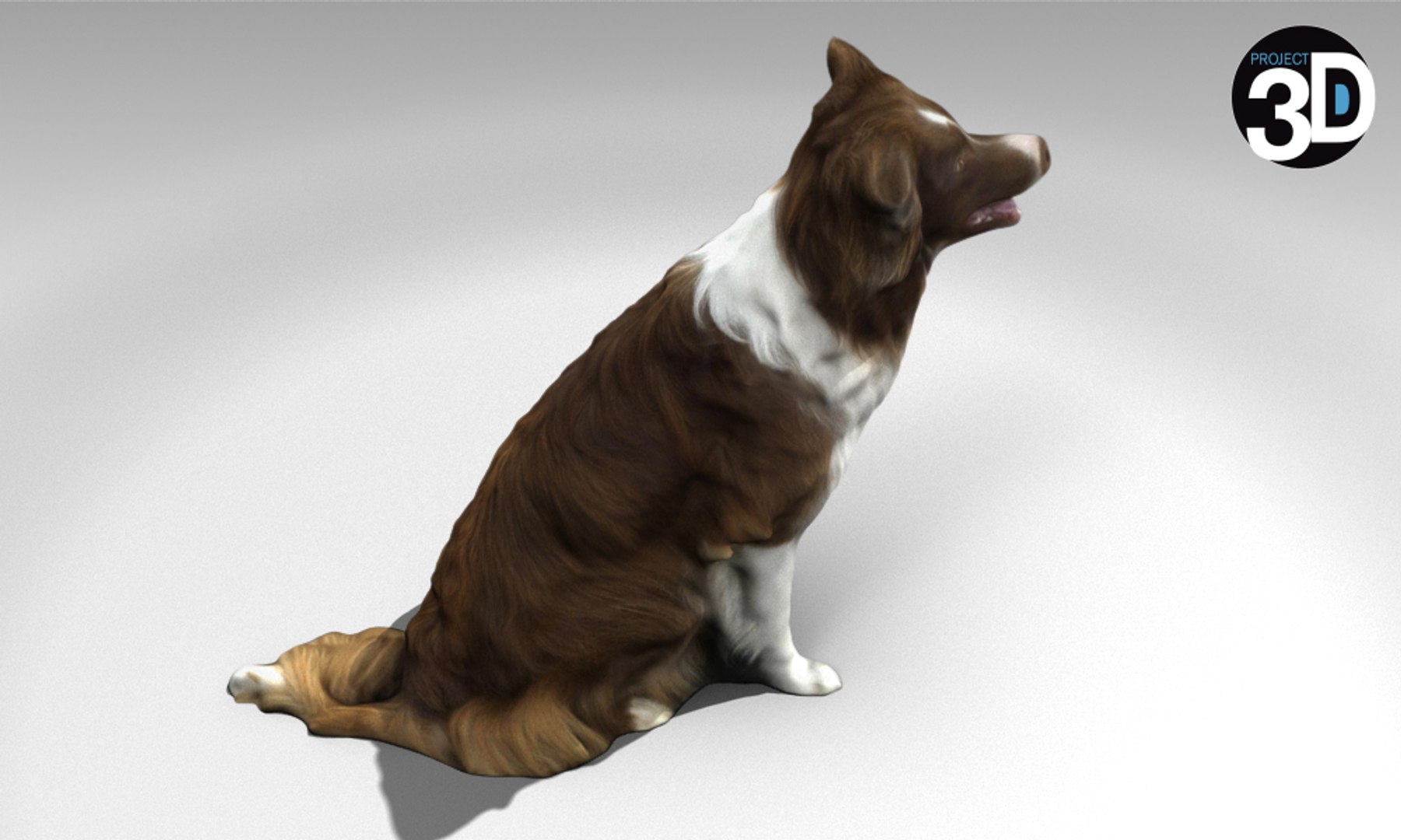 Scanned Collie 3D Model - TurboSquid 1276154