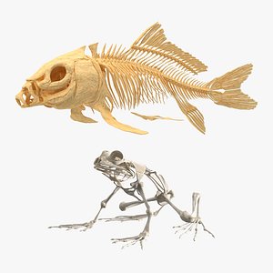 3D Fish Skeleton Models - Browse & Download Formats - TurboSquid