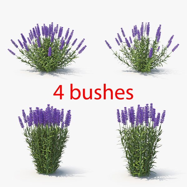 Lavender 3D Models for Download | TurboSquid