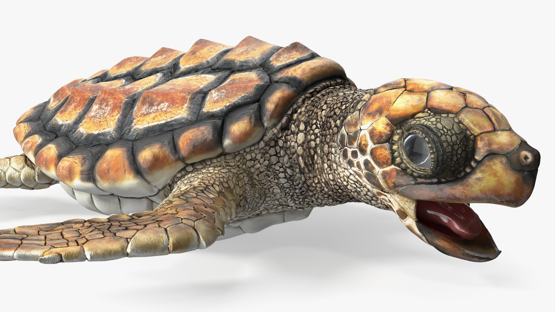 3D Baby Sea Turtle Brown Rigged - TurboSquid 2195616