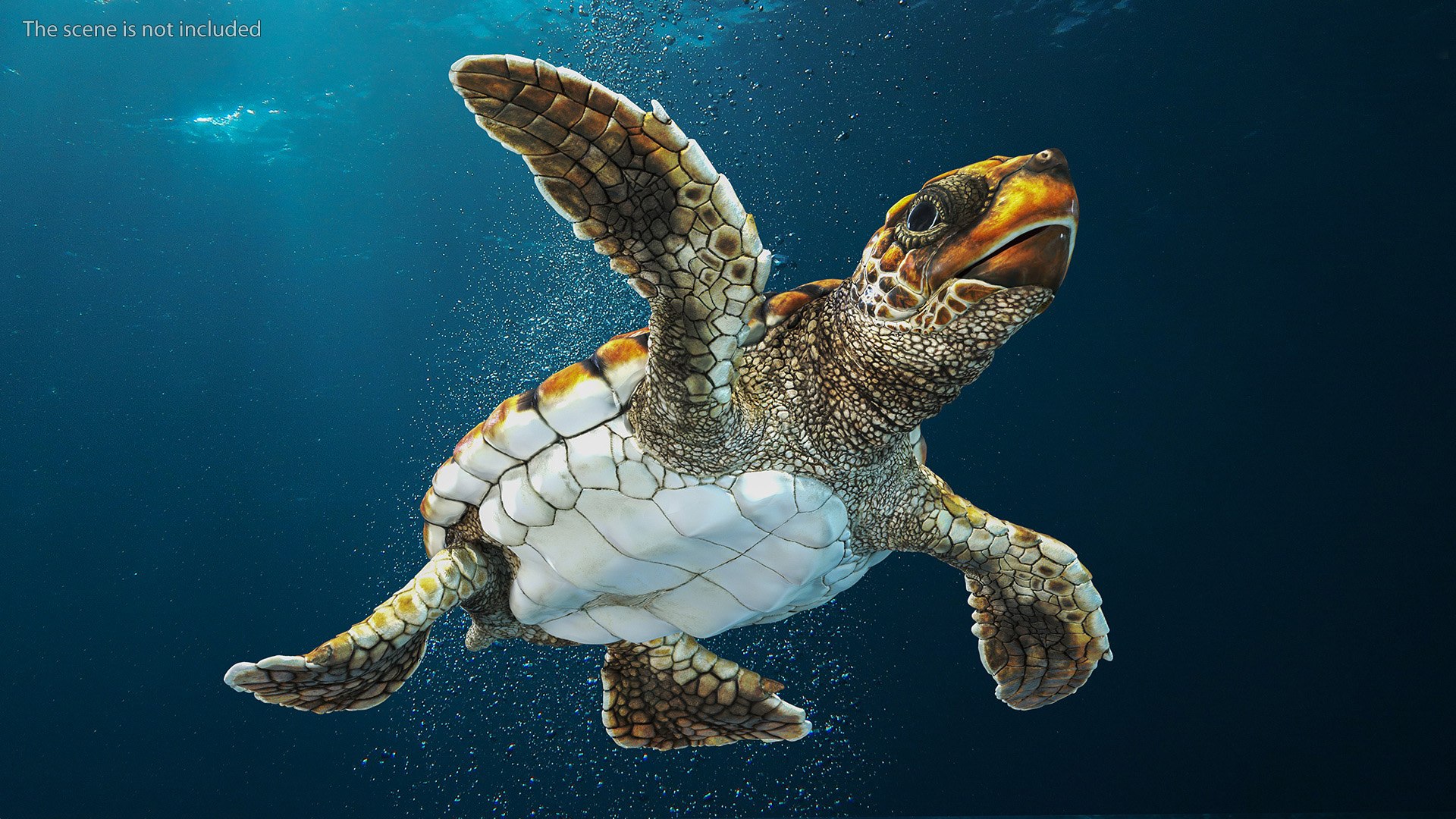 3D Baby Sea Turtle Brown Rigged - TurboSquid 2195616