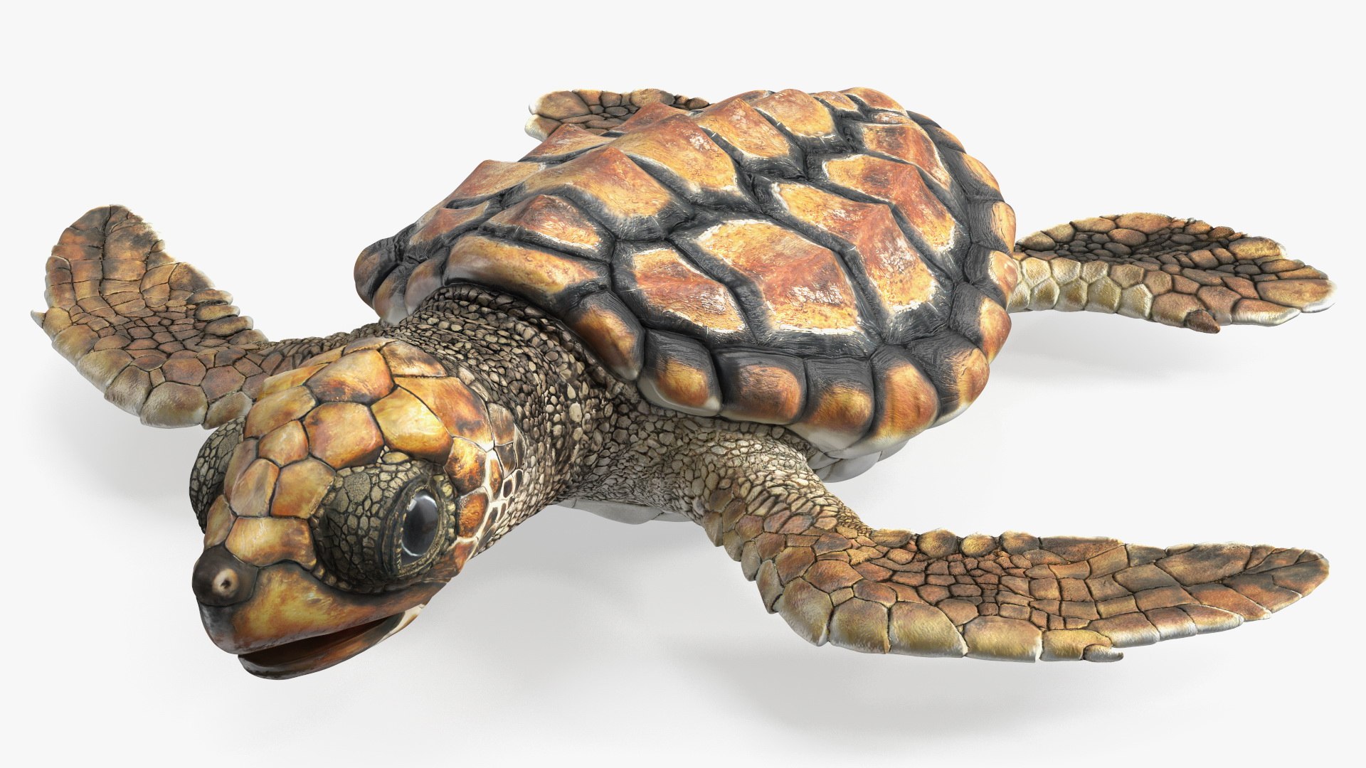 3D Baby Sea Turtle Brown Rigged - TurboSquid 2195616