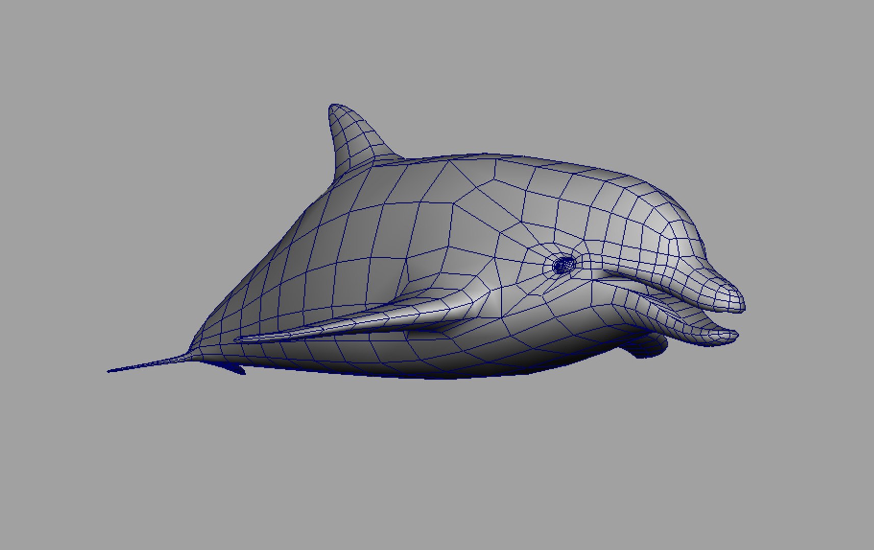 dolphin 3d model