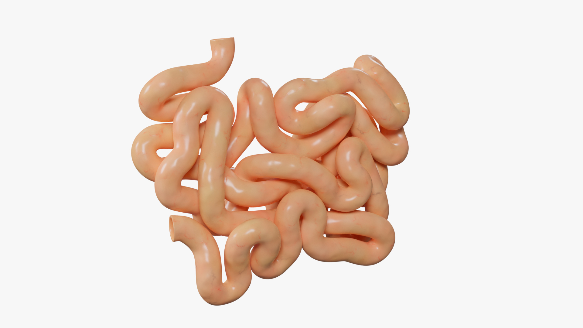 3D Human Small Intestine Model - TurboSquid 1905030