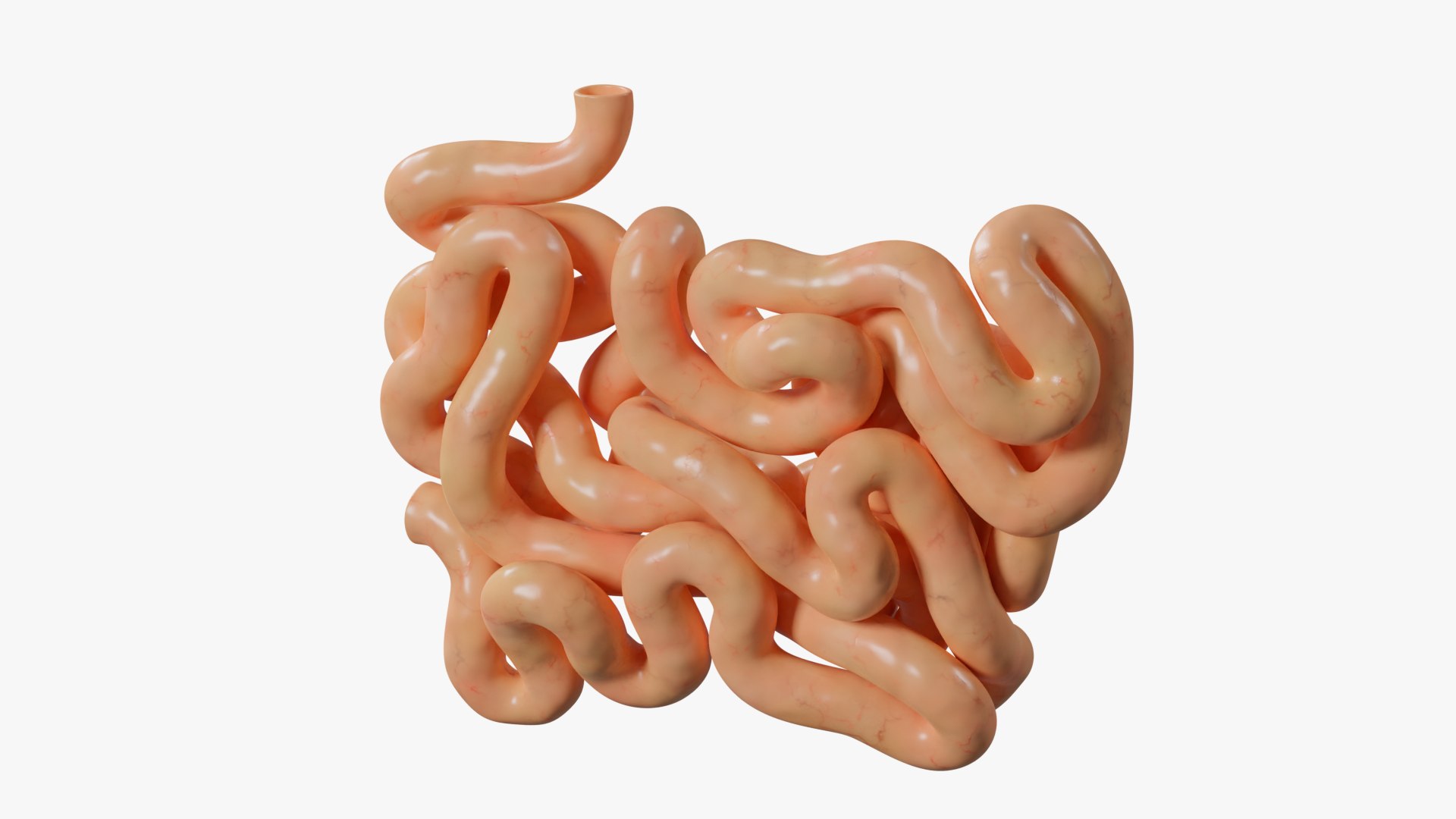 3D Human small intestine model - TurboSquid 1905030