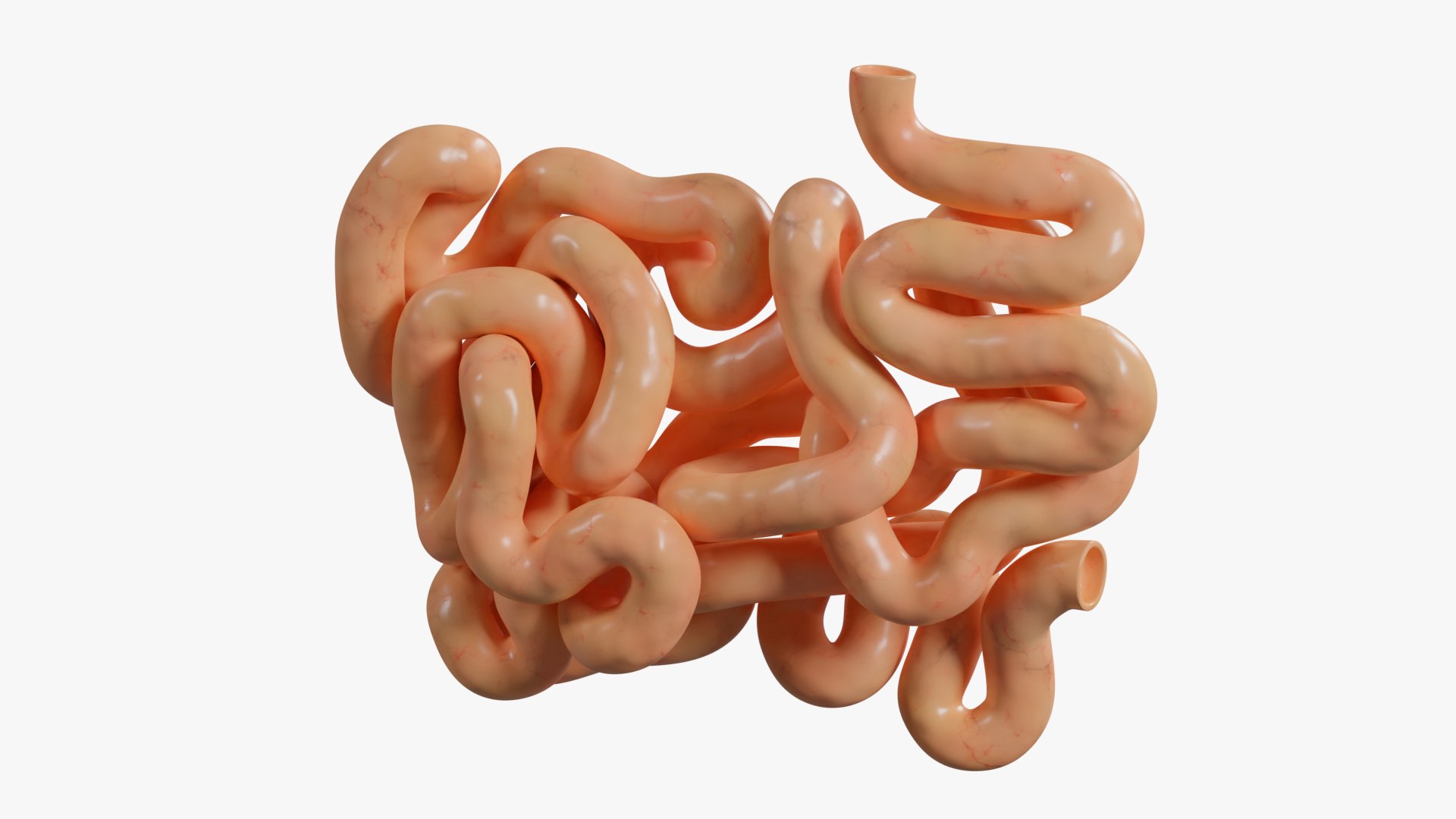 3D Human Small Intestine Model - TurboSquid 1905030