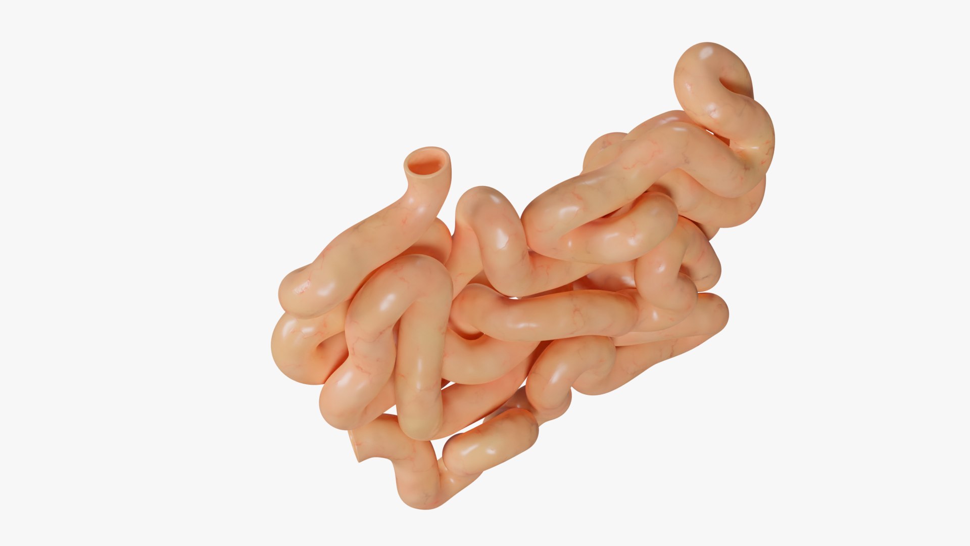 3D Human Small Intestine Model - TurboSquid 1905030