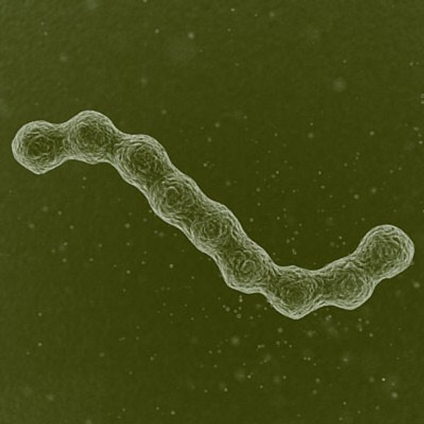micro microbiology bacteria cell 3d model