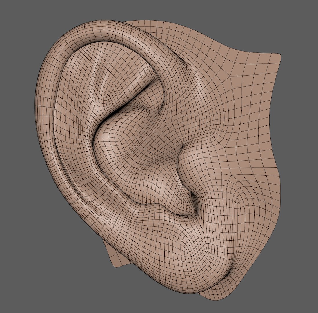 Human Ear Model - TurboSquid 1246741