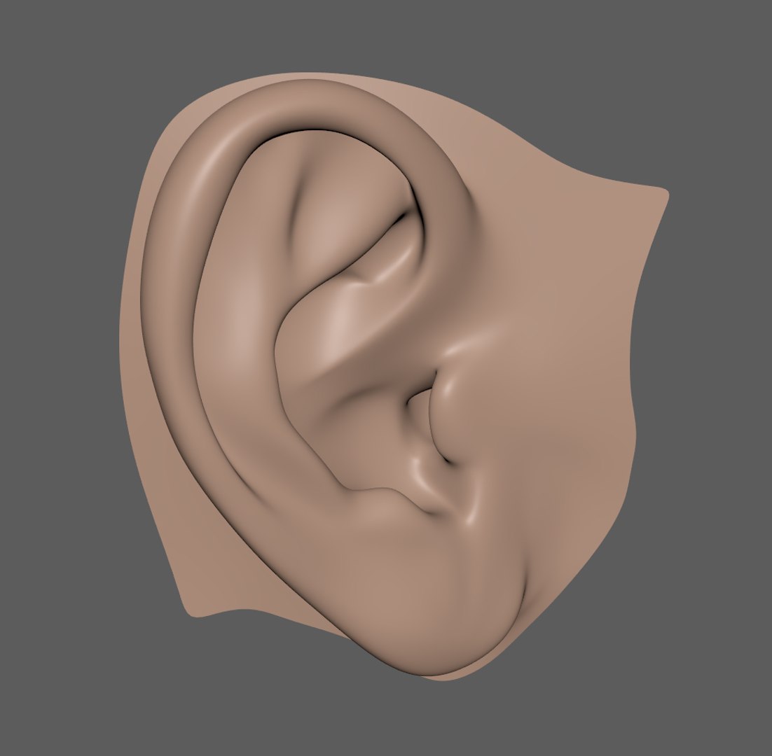 Human Ear Model - TurboSquid 1246741