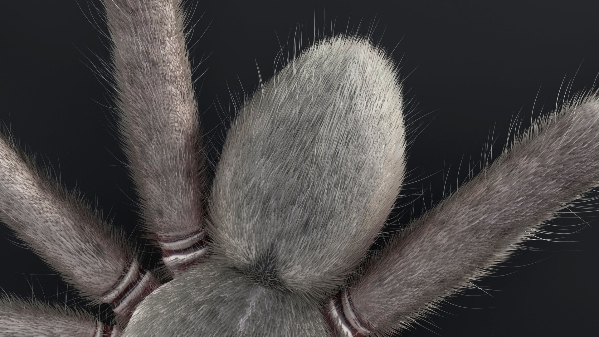 Huntsman Spider 3D Model - TurboSquid 2181166