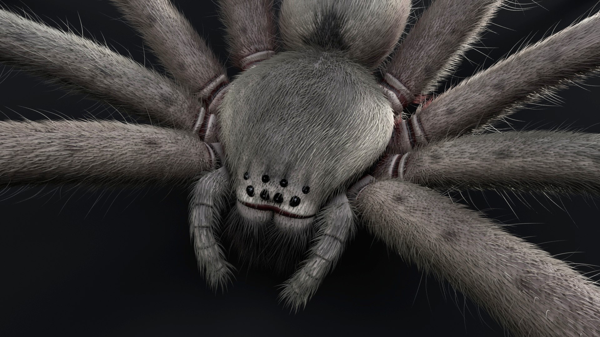 Huntsman Spider 3D Model - TurboSquid 2181166
