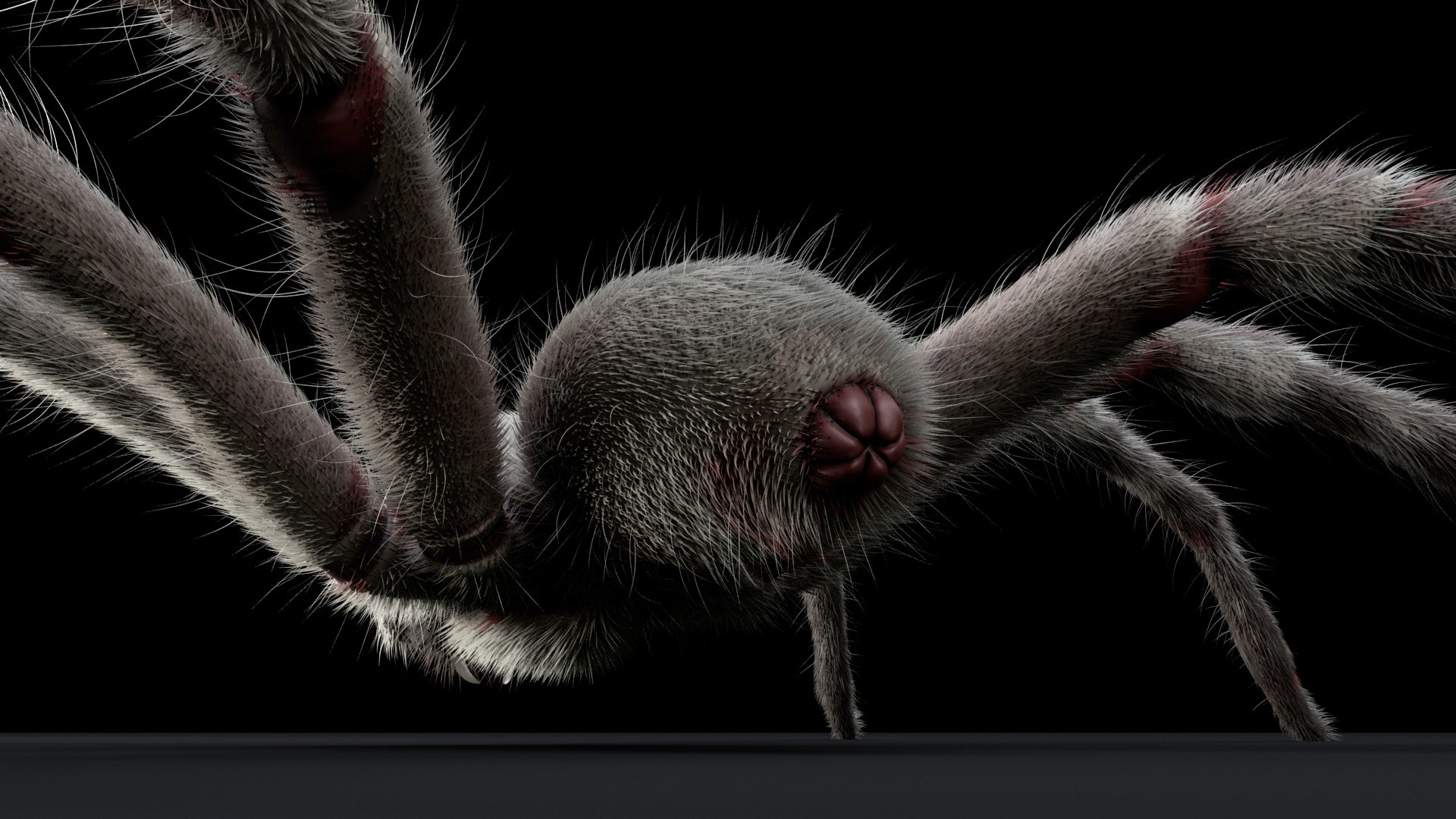 Huntsman Spider 3D Model - TurboSquid 2181166