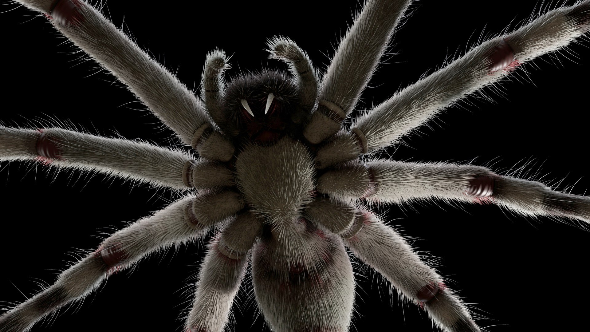 Huntsman Spider 3D Model - TurboSquid 2181166