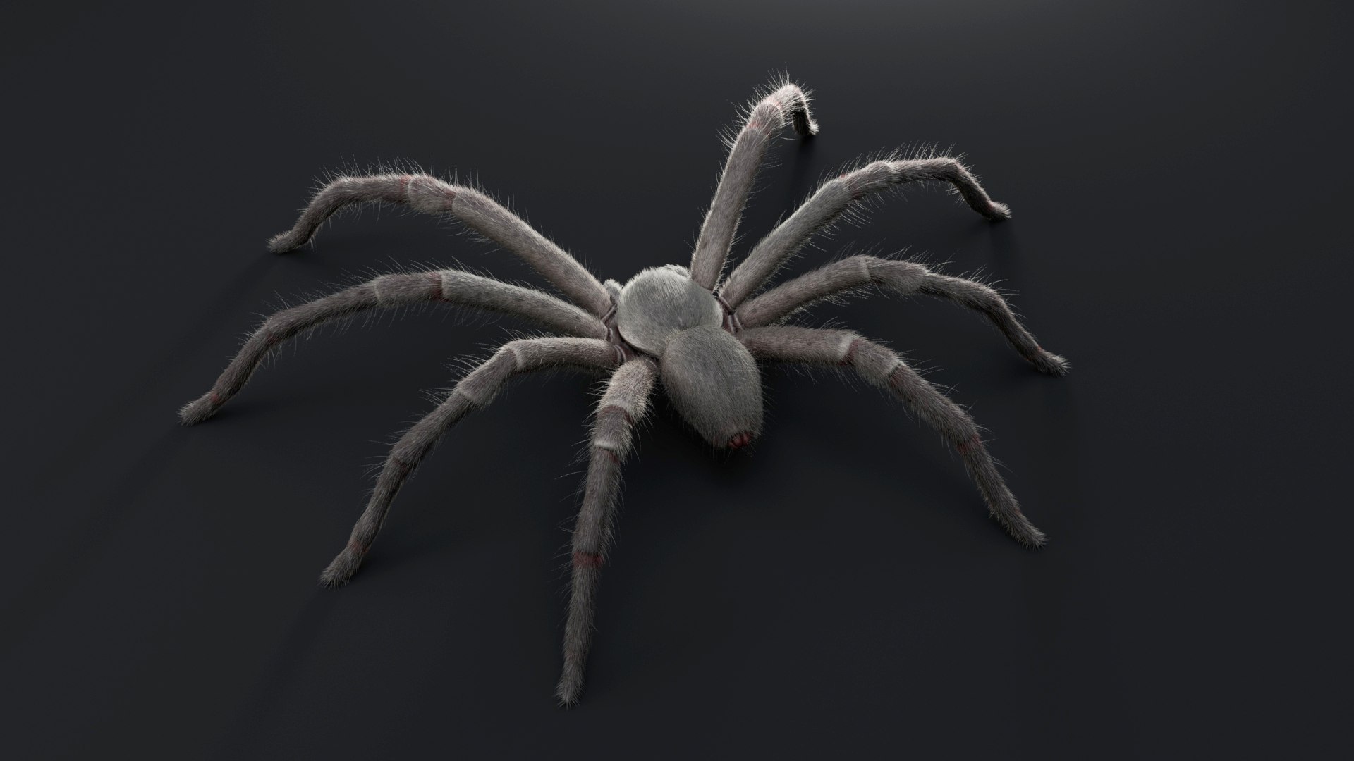 Huntsman Spider 3D Model - TurboSquid 2181166