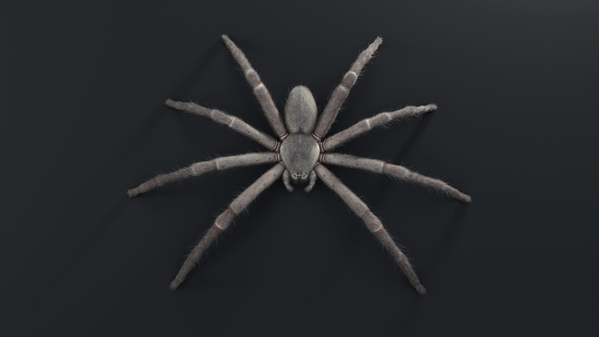 Huntsman Spider 3D Model - TurboSquid 2181166