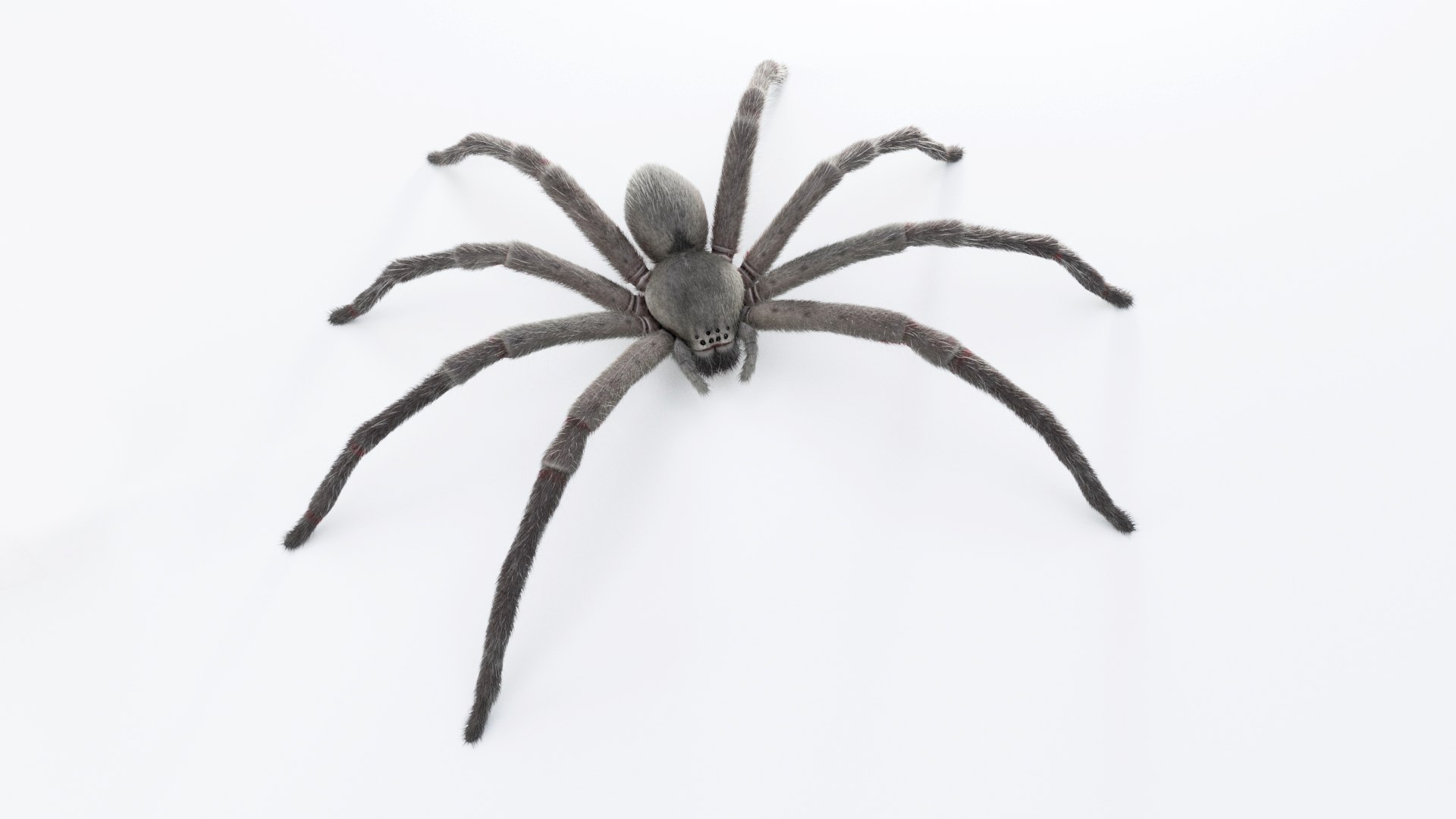 Huntsman Spider 3D Model - TurboSquid 2181166