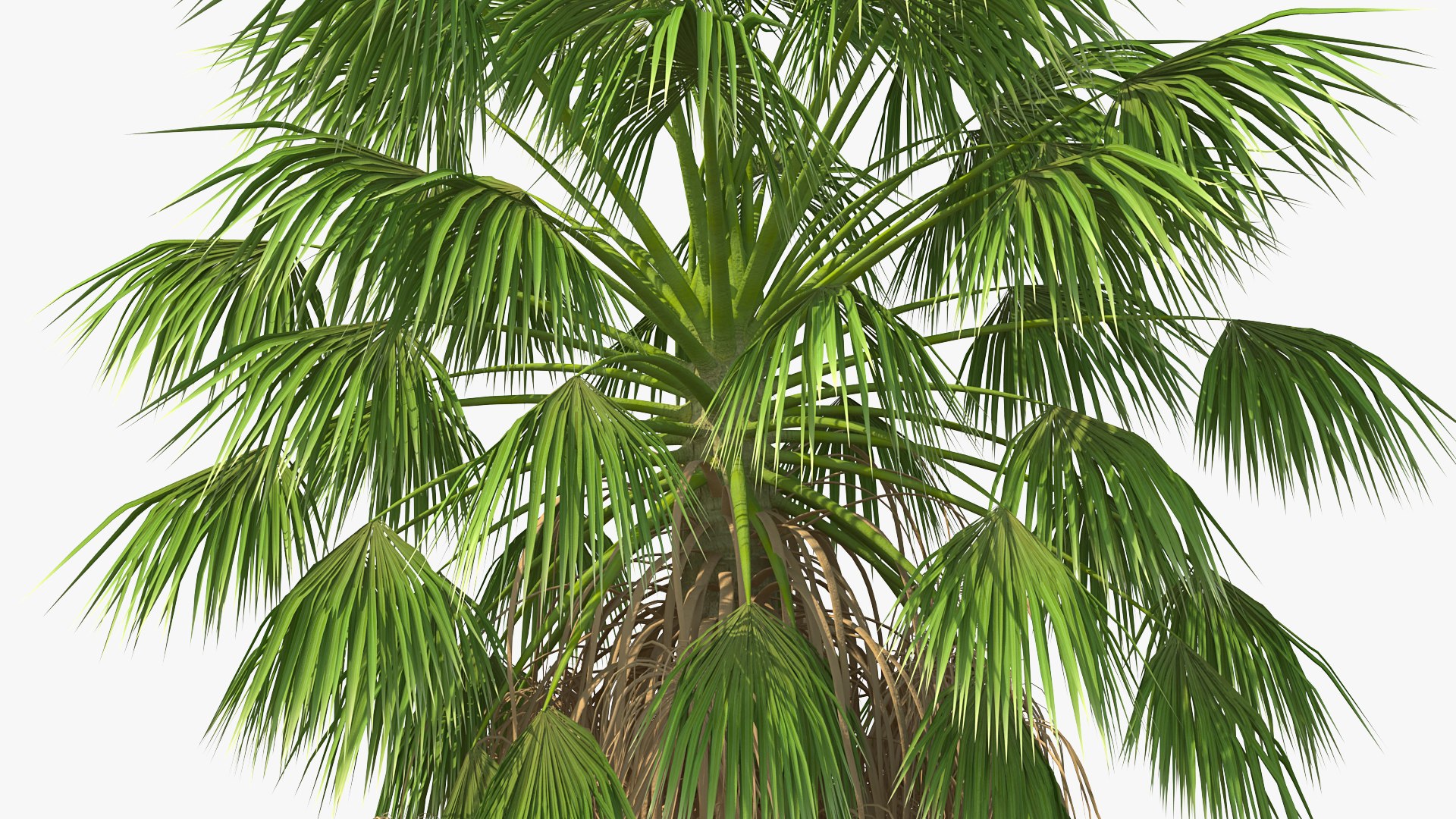 3D Washingtonia Robusta - TurboSquid 1518322