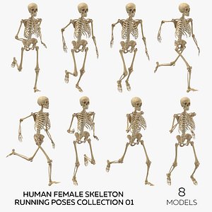 Collection Female Skeleton 3D Models for Download | TurboSquid