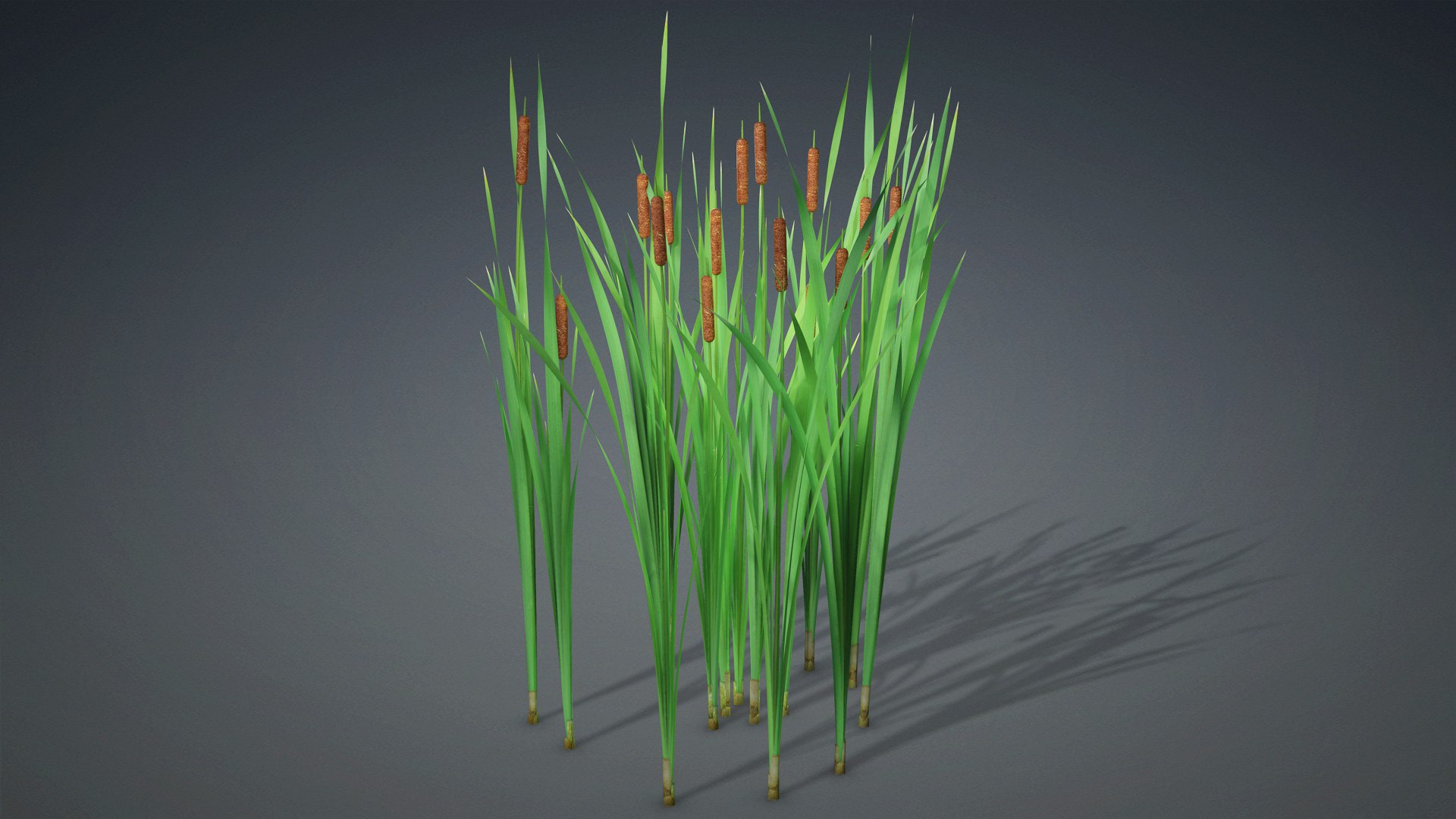 3D Typha Orientalis - TurboSquid 2282869