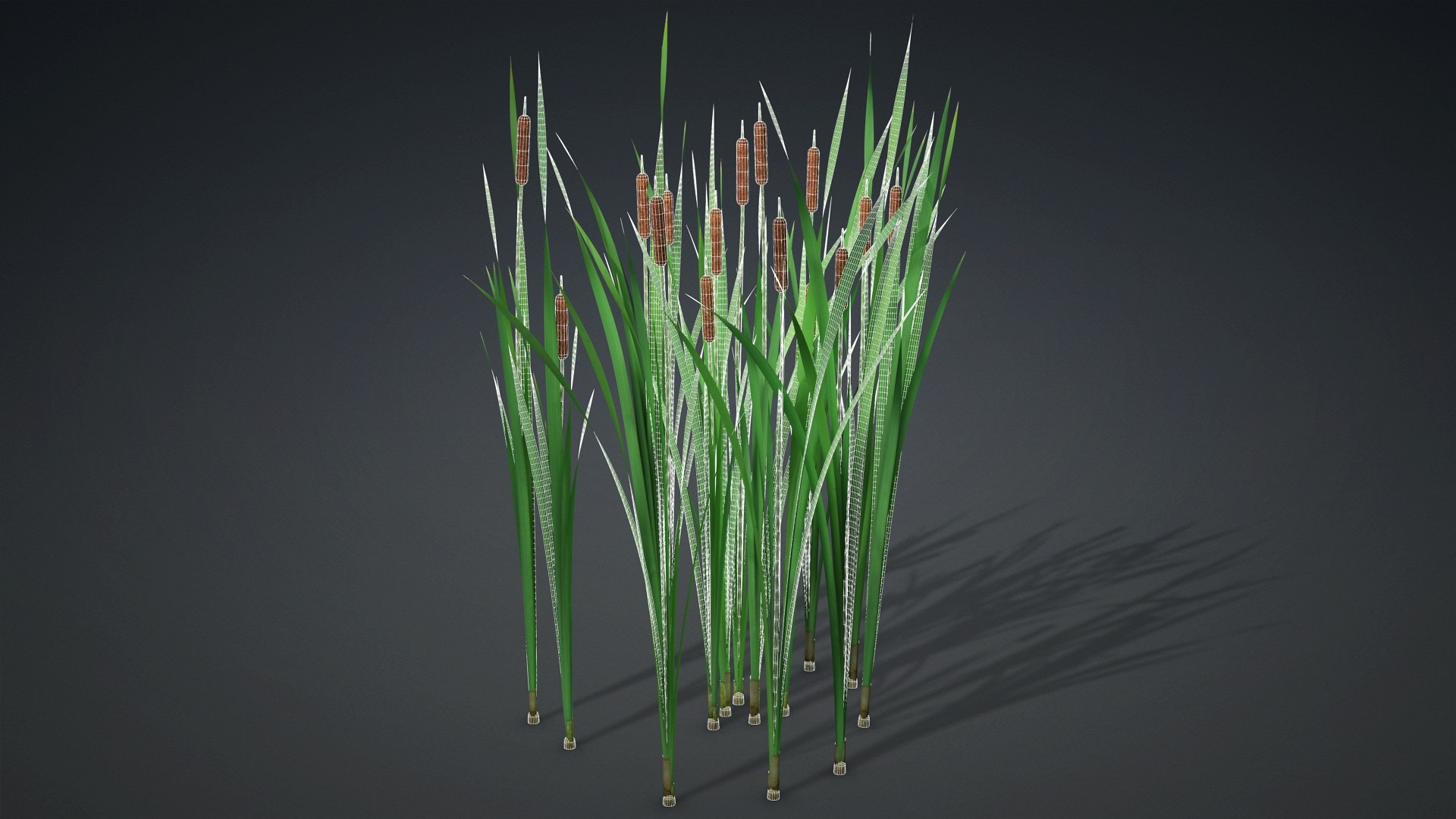 3D Typha Orientalis - TurboSquid 2282869