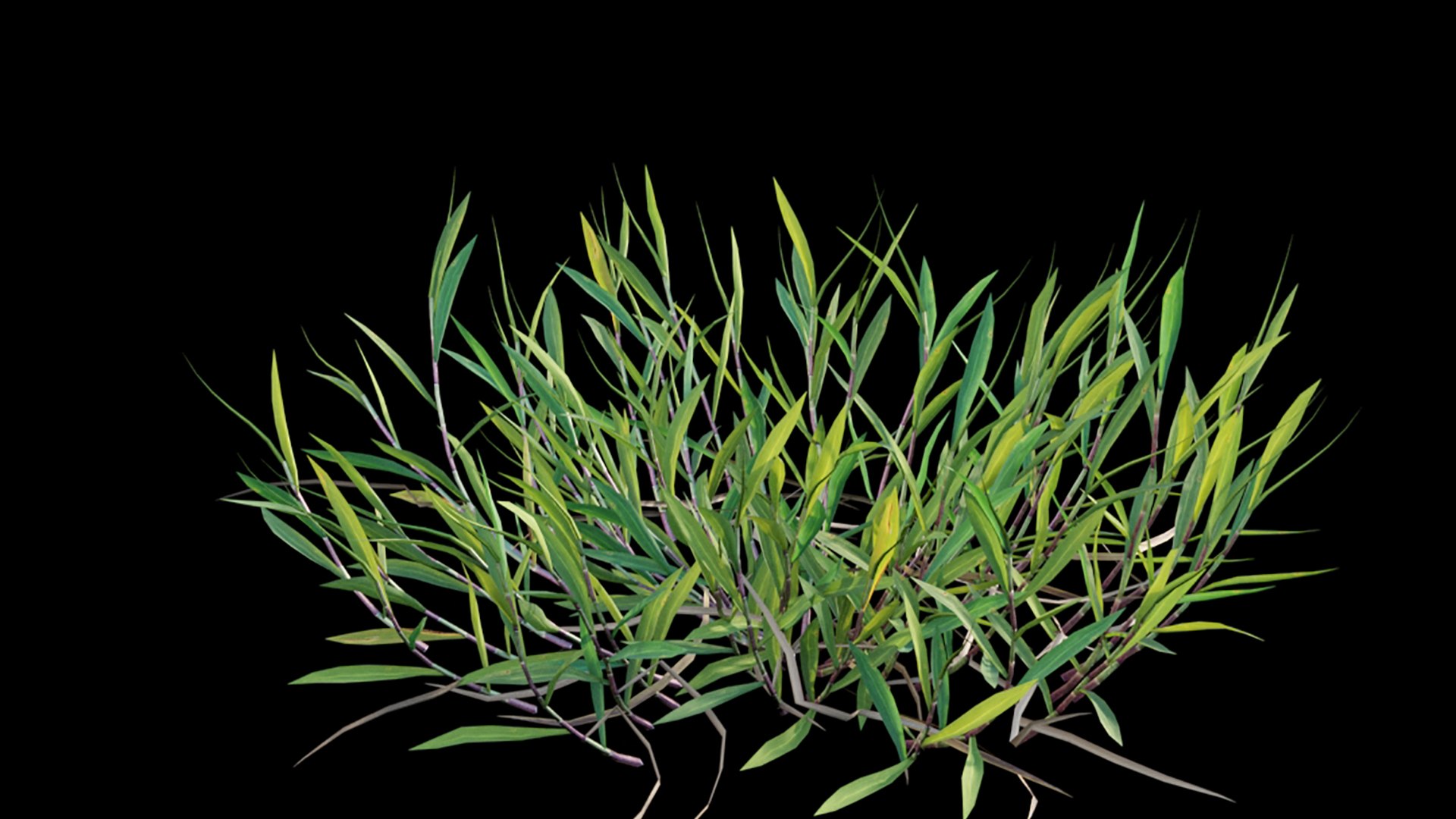 Cynodon Dactylon - Set 02 3D - TurboSquid 2126611