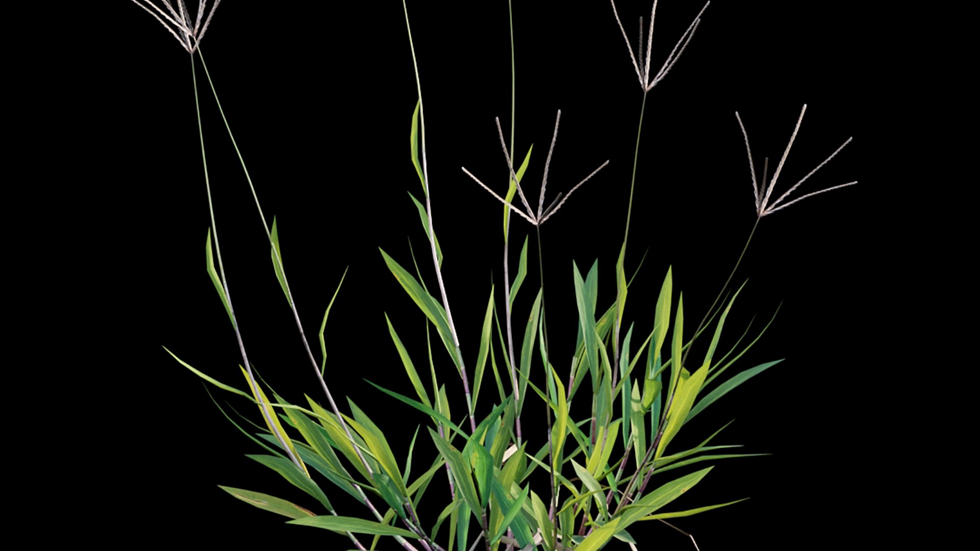 Cynodon Dactylon - Set 02 3D - TurboSquid 2126611