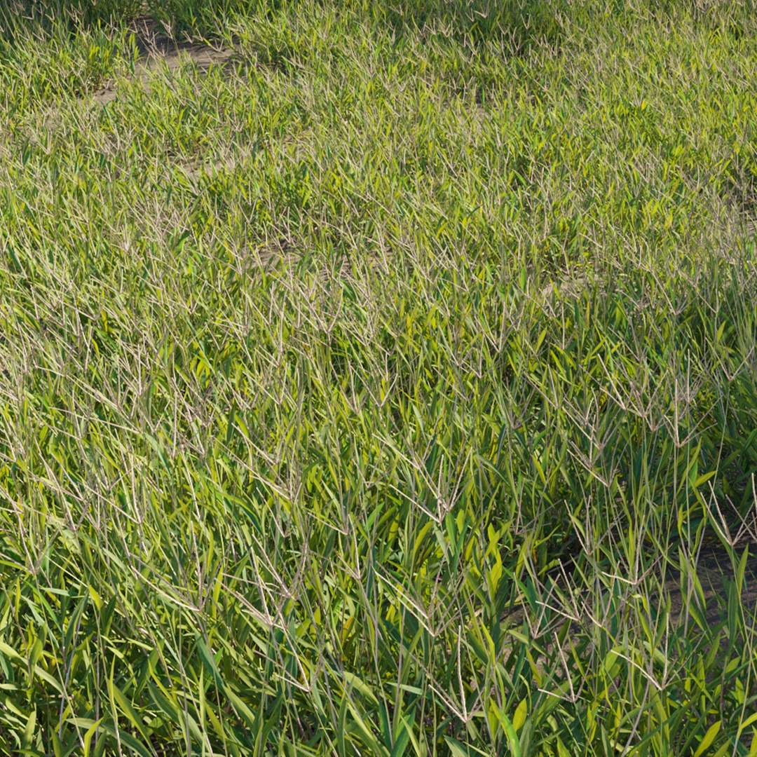 Cynodon Dactylon - Set 02 3D - TurboSquid 2126611