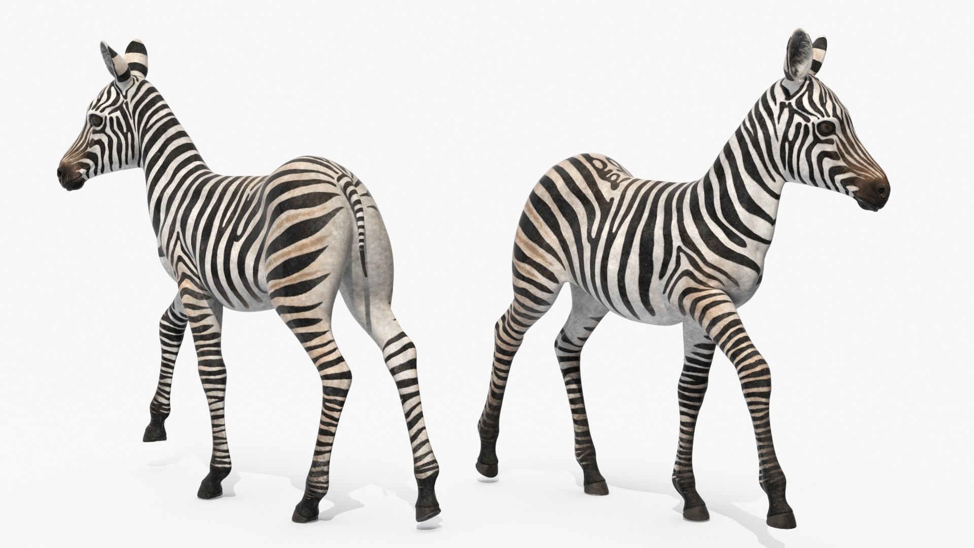 Equus Quagga Foal Running Model - TurboSquid 2366201