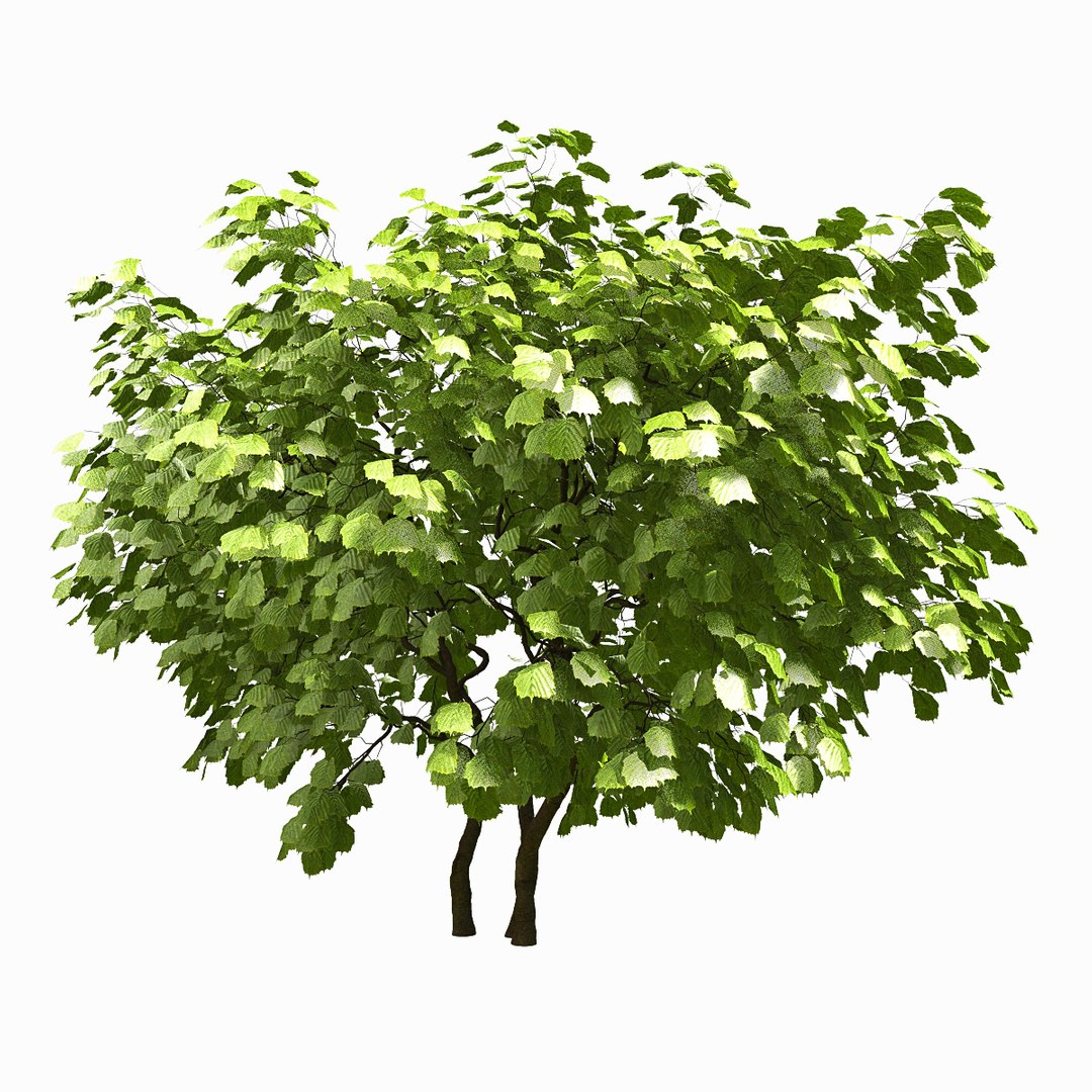 Tree Environment 3d Model