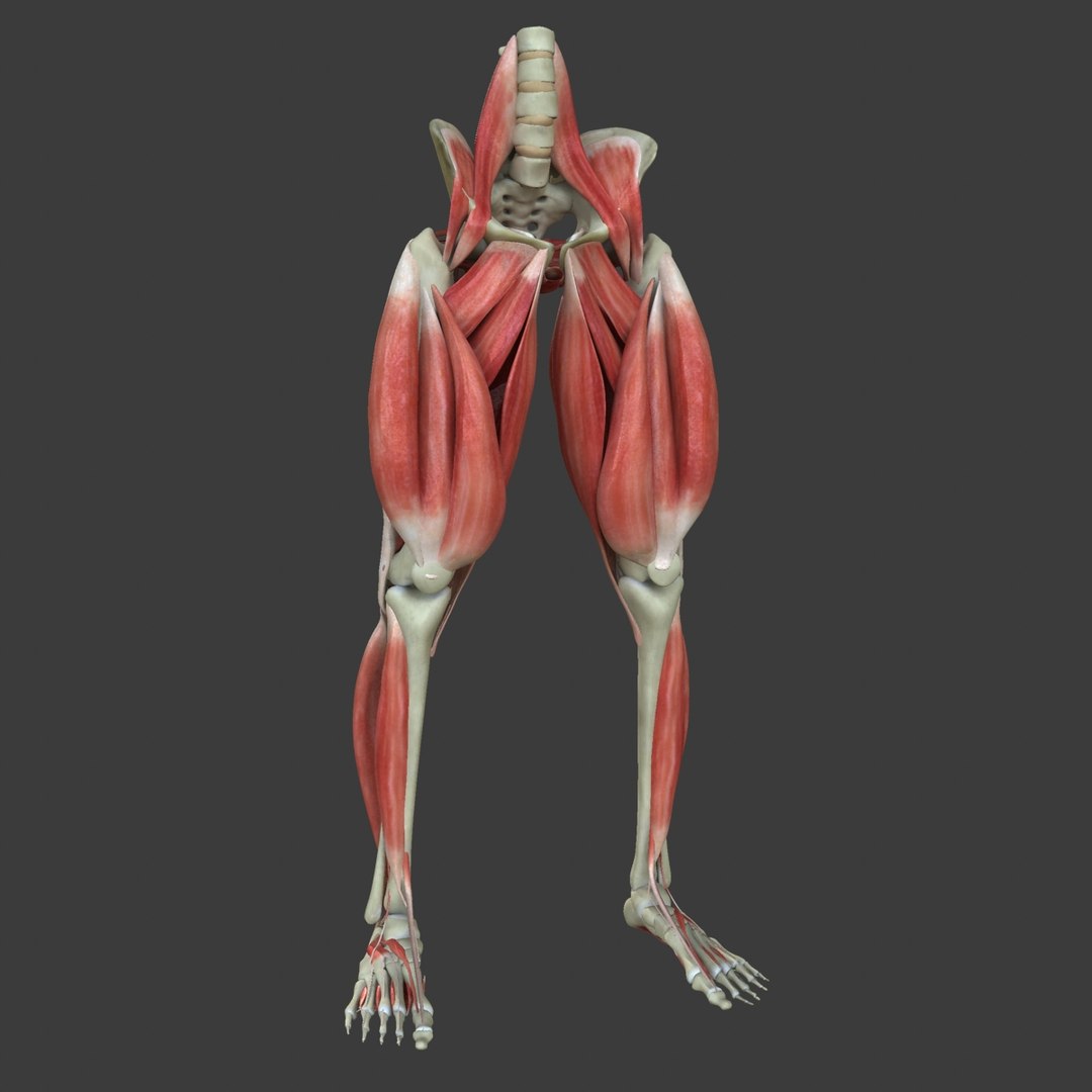 maya muscle leg medical edition