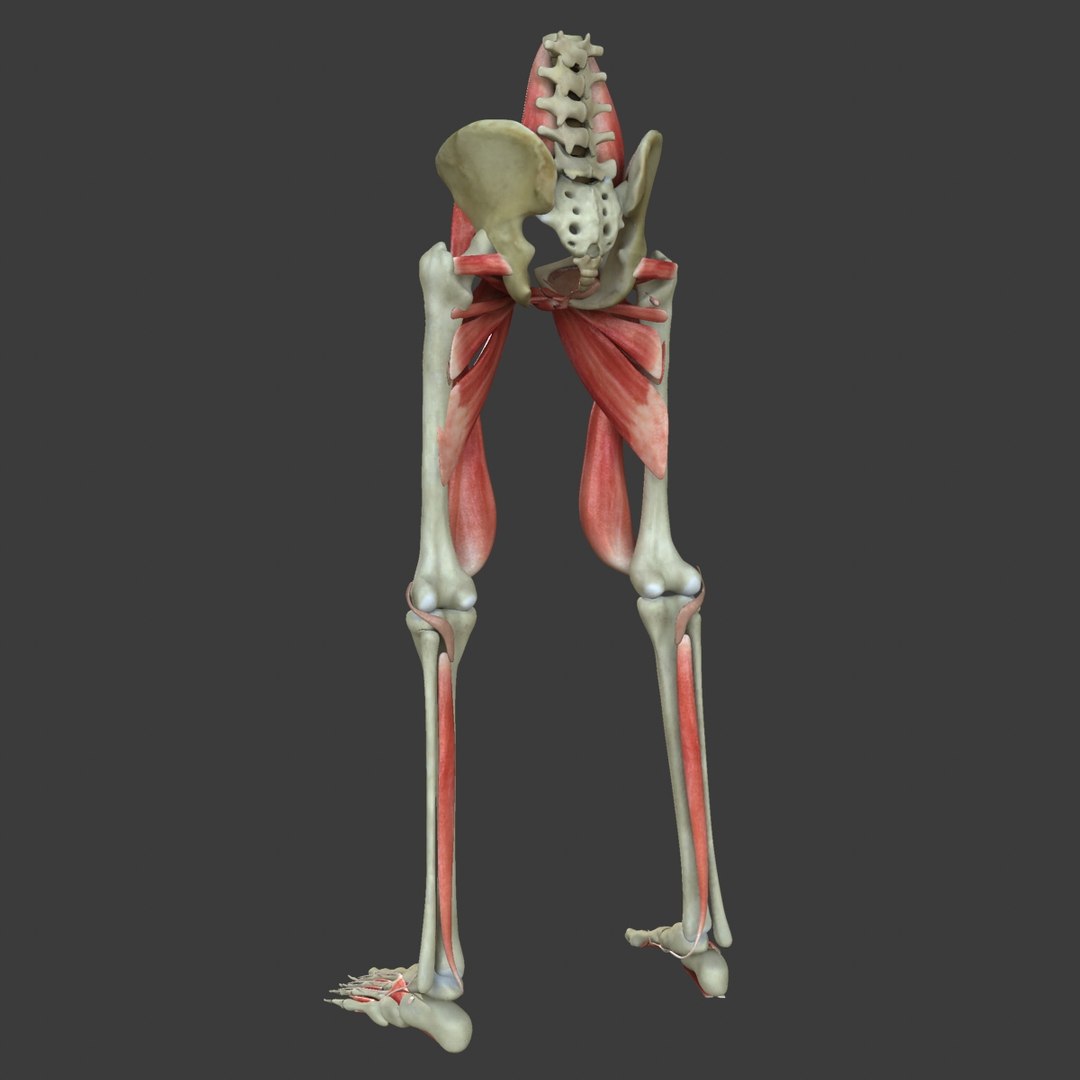 maya muscle leg medical edition