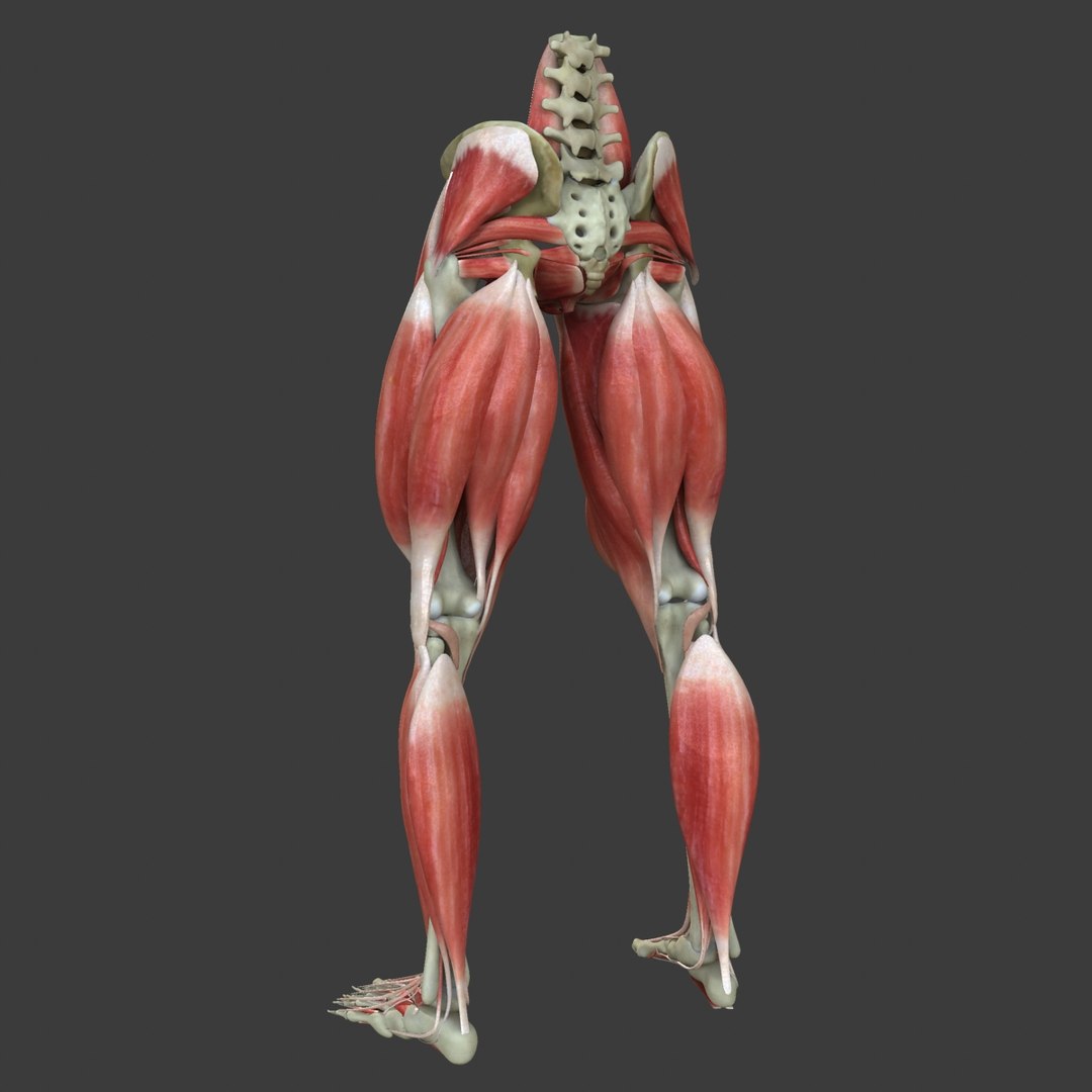 maya muscle leg medical edition